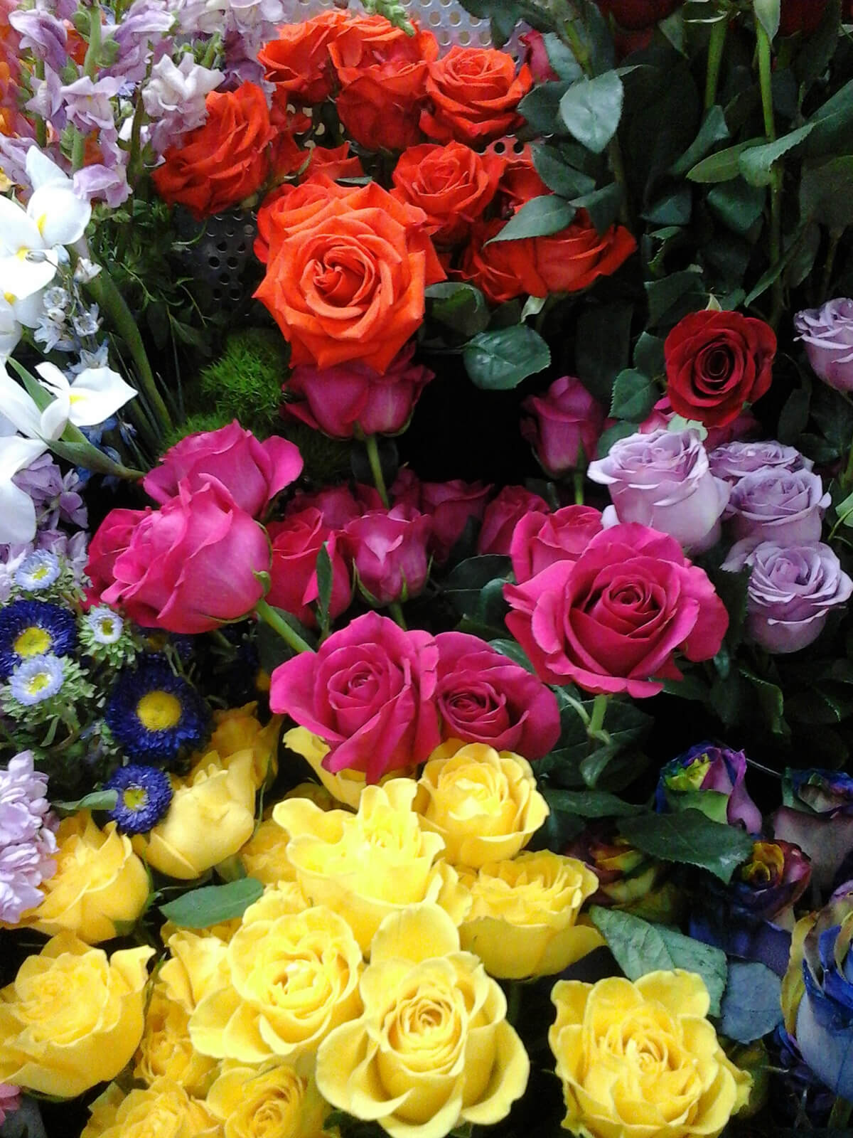 Roses | Fleuriste Laurier Rose